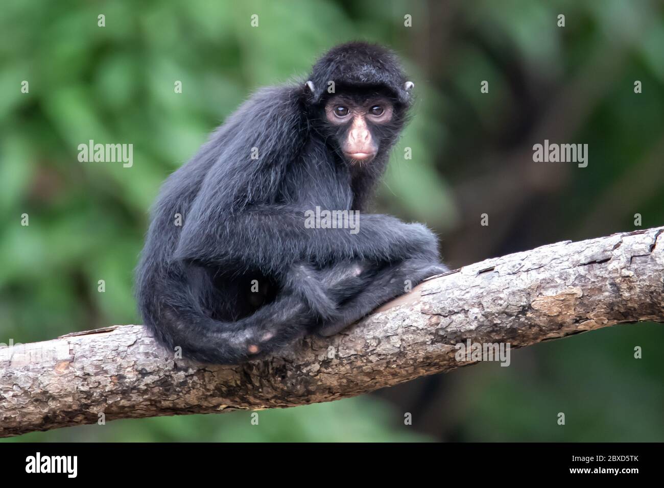 Peruvian spider monkey hi-res stock photography and images - Alamy