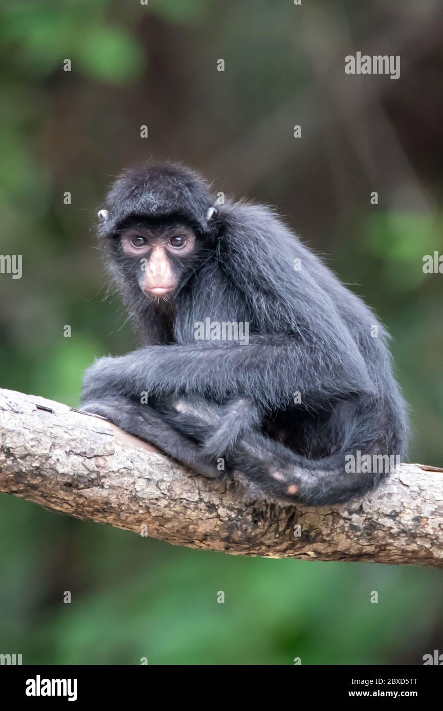 Peruvian spider monkey hi-res stock photography and images - Alamy