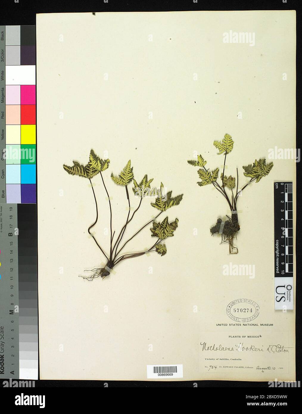 Cheilanthes hi-res stock photography and images - Alamy