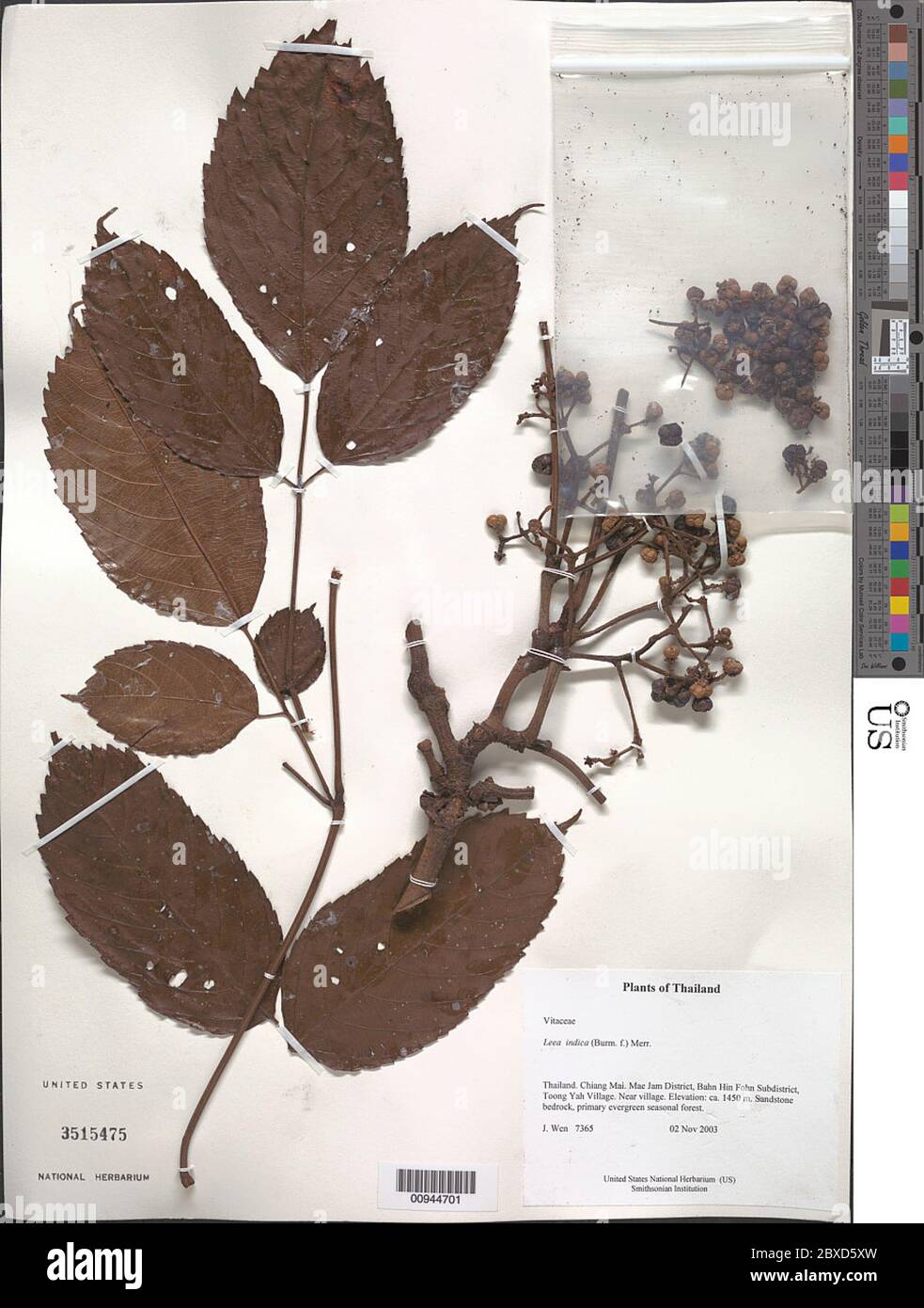 Leea indica hi-res stock photography and images - Alamy