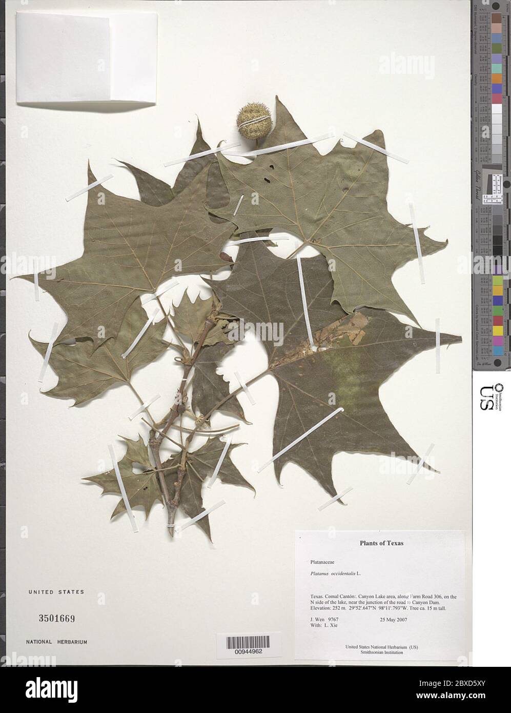 Platanus occidentalis L Platanus occidentalis L Stock Photo - Alamy