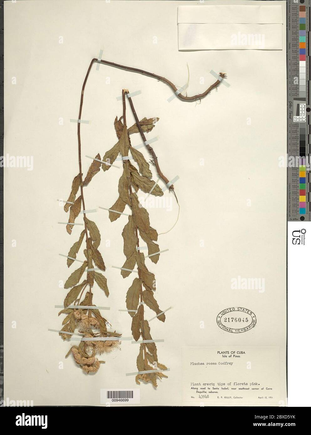 Pluchea rosea RK Godfrey Pluchea rosea RK Godfrey Stock Photo - Alamy