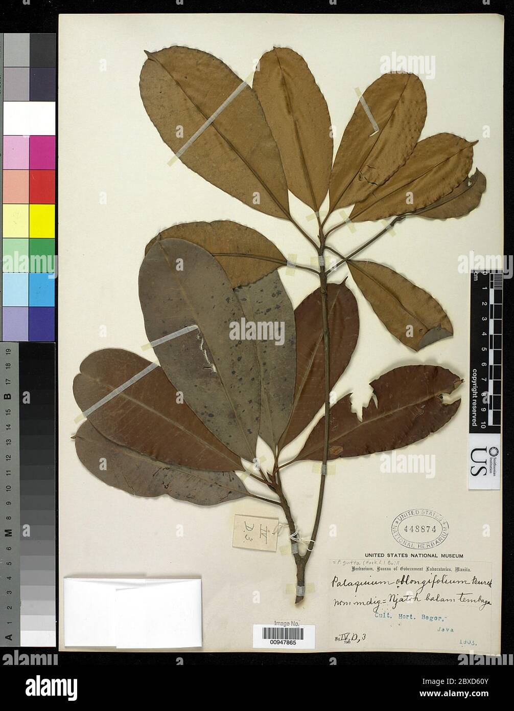 Palaquium gutta hi-res stock photography and images - Alamy