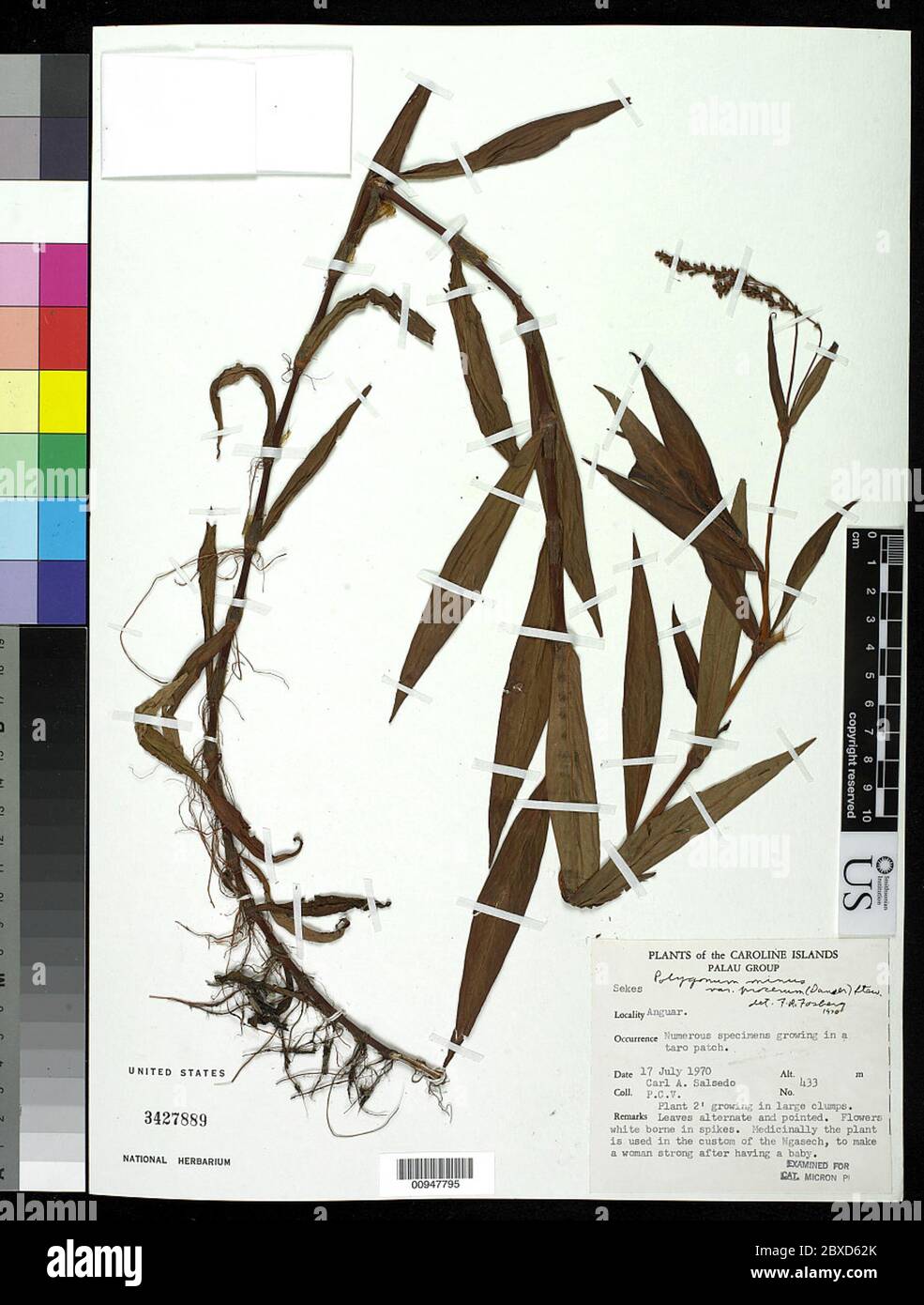 Polygonum minus Huds Polygonum minus Huds Stock Photo - Alamy