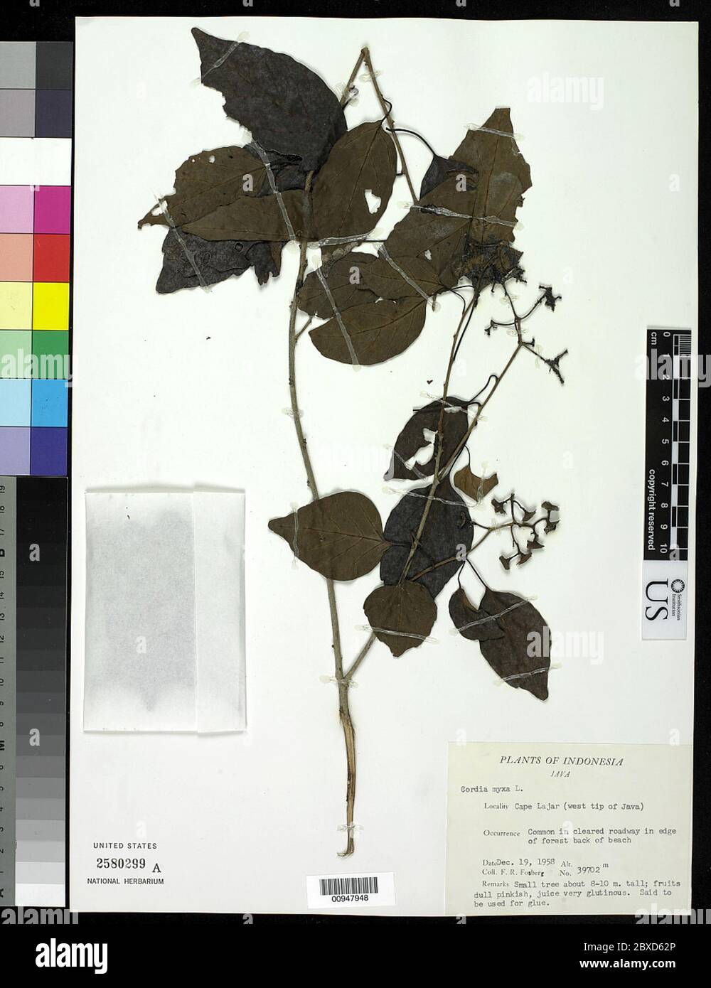 Cordia myxa hi-res stock photography and images - Alamy