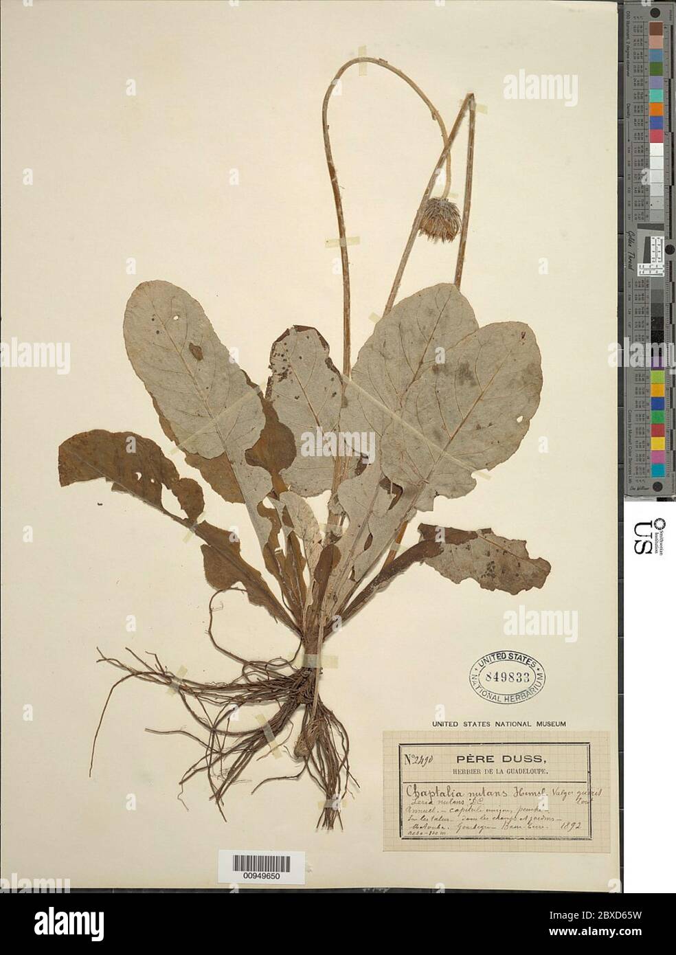 Chaptalia nutans L Pol Chaptalia nutans L Pol Stock Photo - Alamy