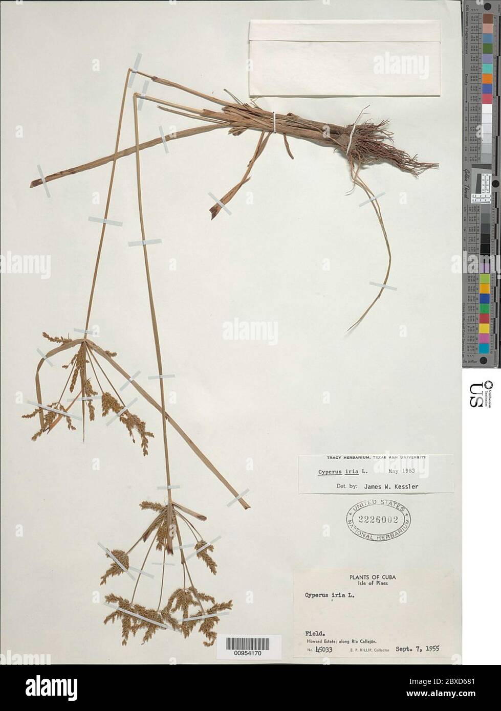 Cyperus iria hi-res stock photography and images - Alamy