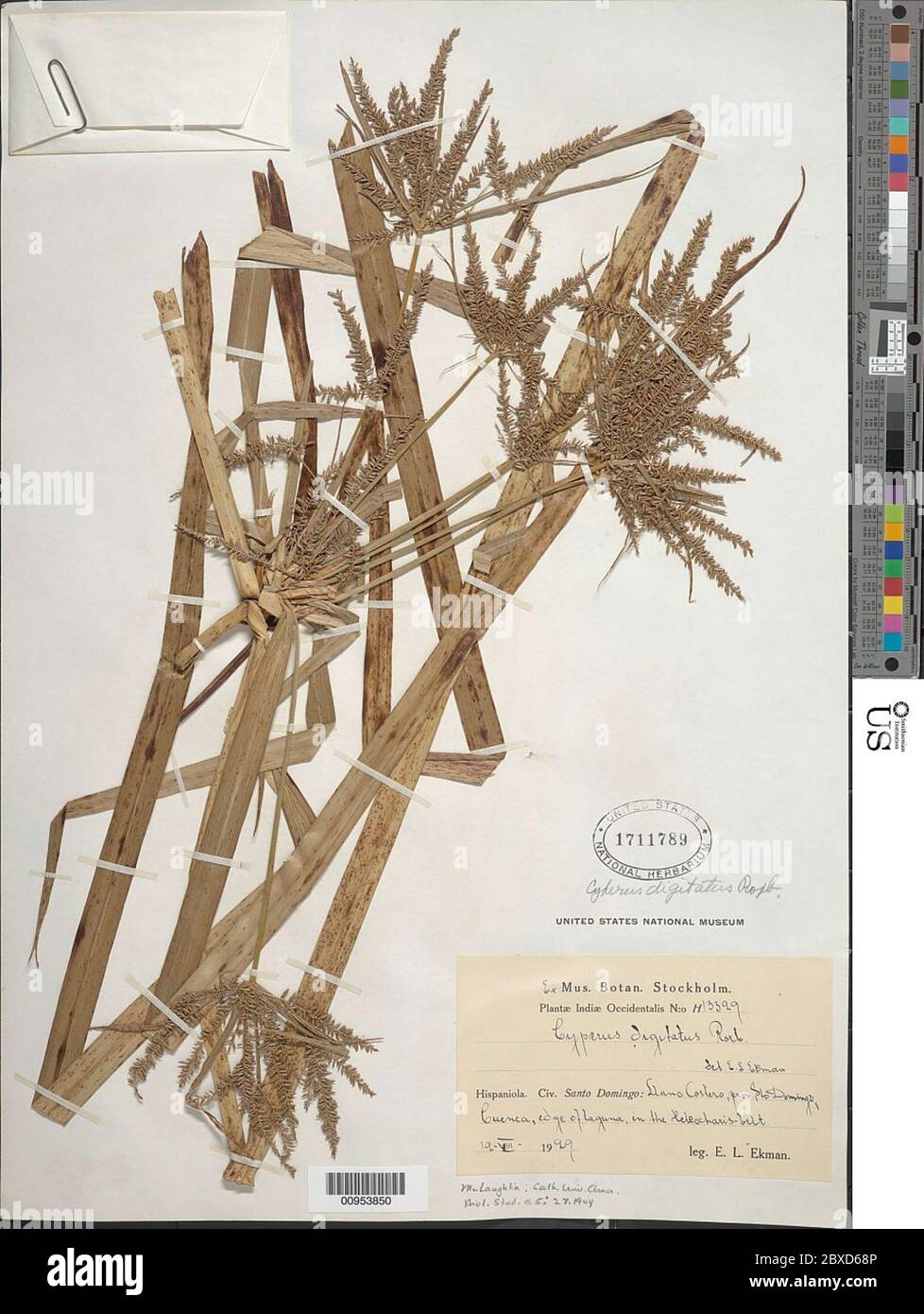 Cyperus digitatus Roxb Cyperus digitatus Roxb Stock Photo - Alamy