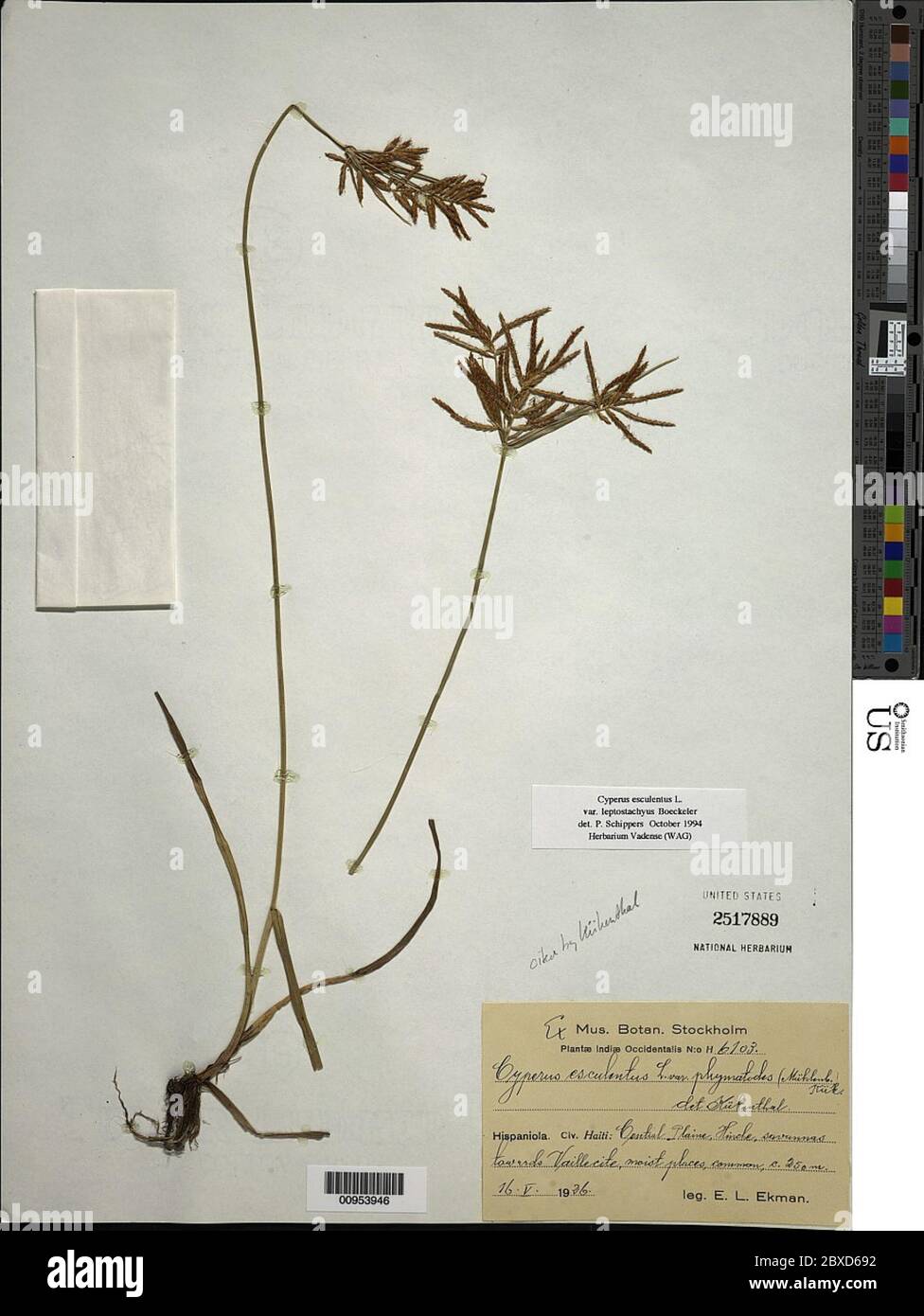 Cyperus esculentus L Cyperus esculentus L Stock Photo - Alamy