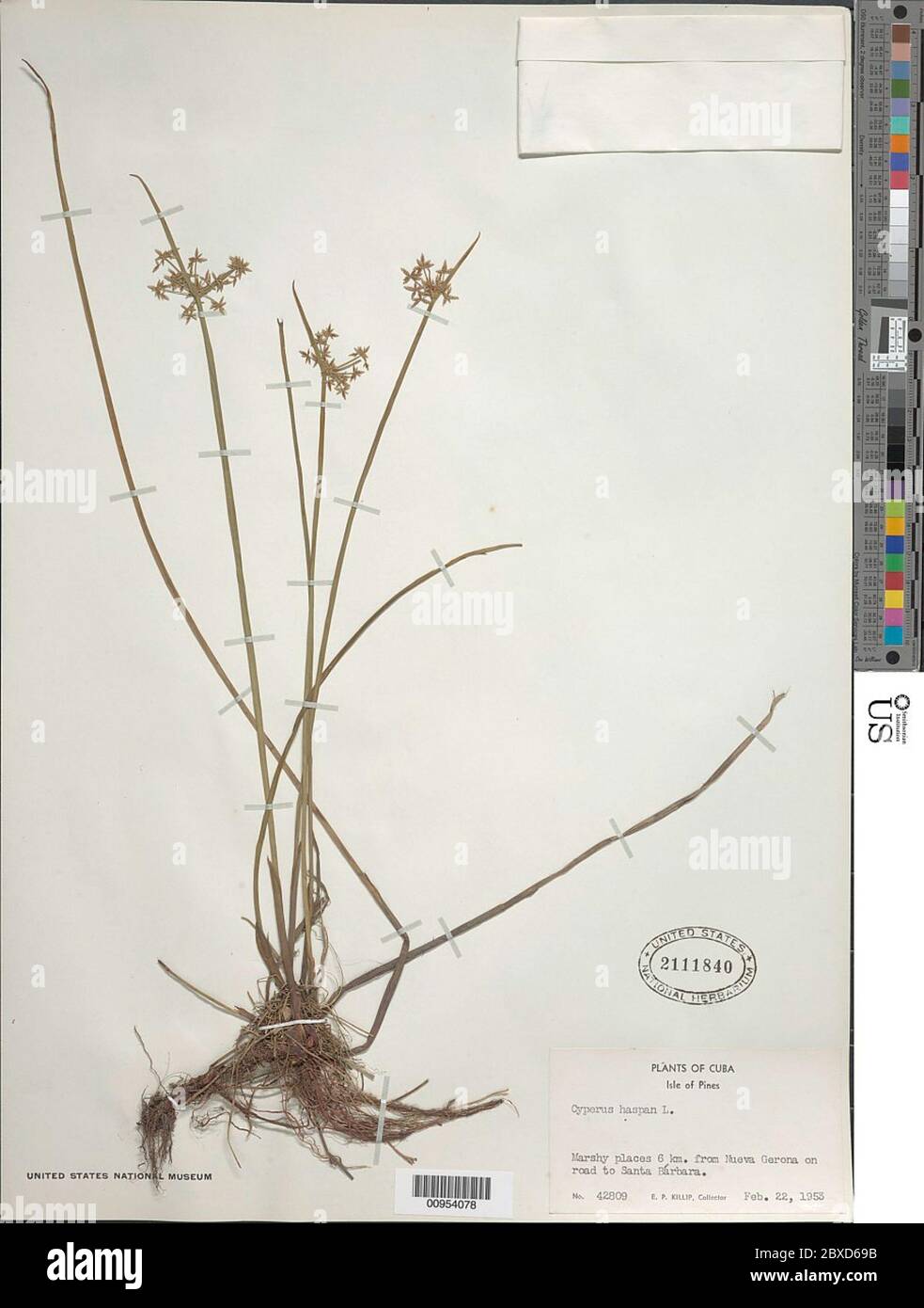 Cyperus haspan L Cyperus haspan L Stock Photo - Alamy