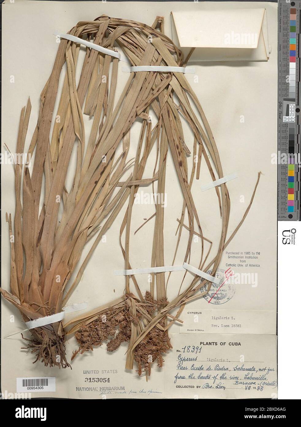 Cyperus ligularis L Cyperus ligularis L Stock Photo - Alamy