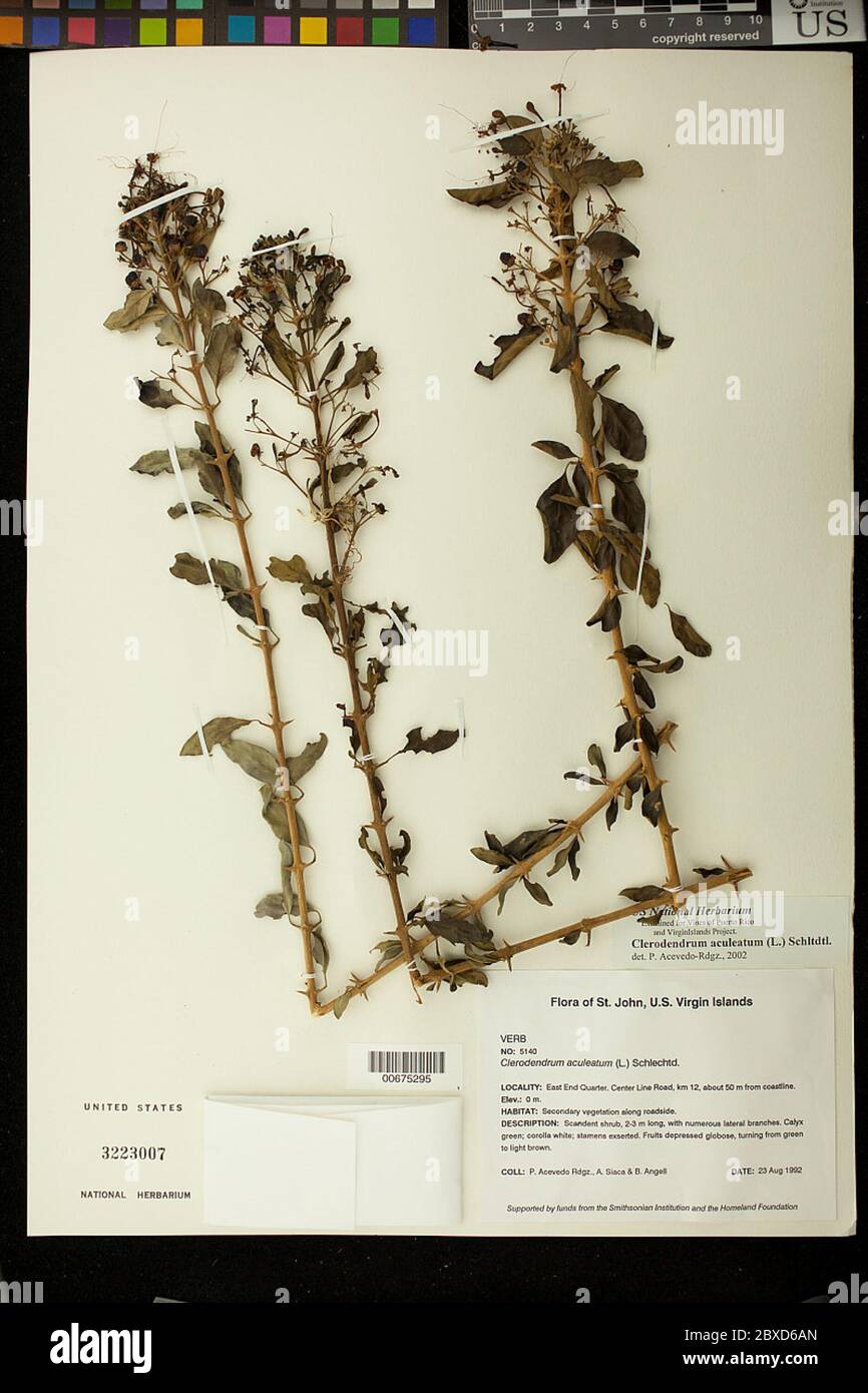 Clerodendrum aculeatum L Schltdl Clerodendrum aculeatum L Schltdl Stock ...