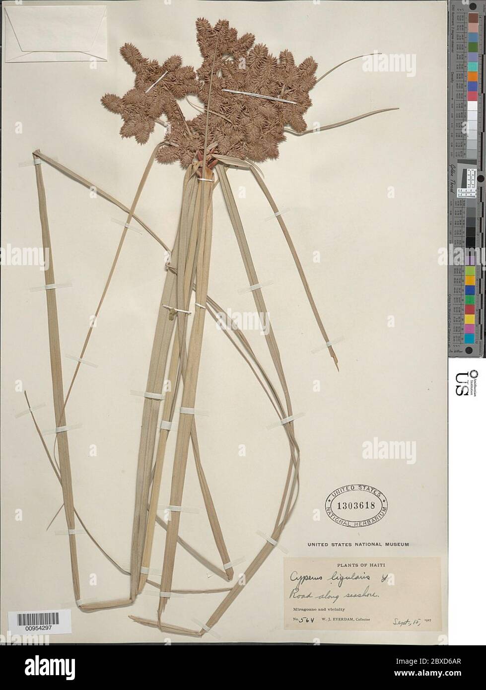 Cyperus ligularis L Cyperus ligularis L Stock Photo - Alamy