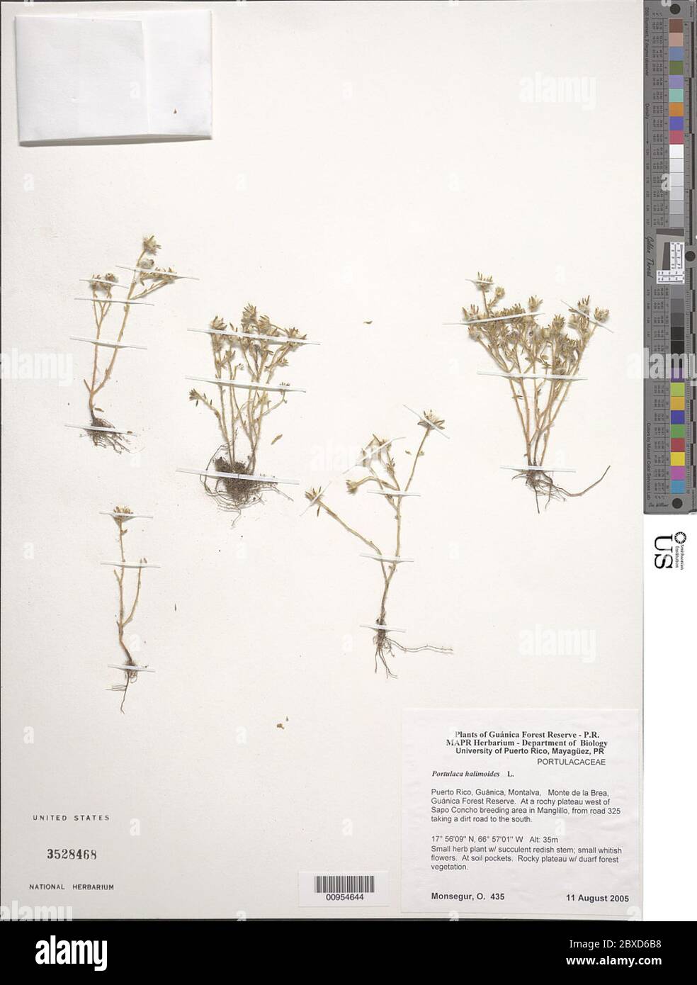 Portulaca halimoides L Portulaca halimoides L Stock Photo - Alamy