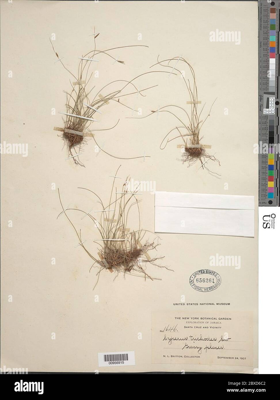 Cyperus trichodes Griseb Cyperus trichodes Griseb Stock Photo - Alamy