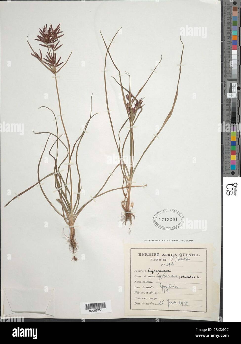 Cyperus rotundus L Cyperus rotundus L Stock Photo - Alamy