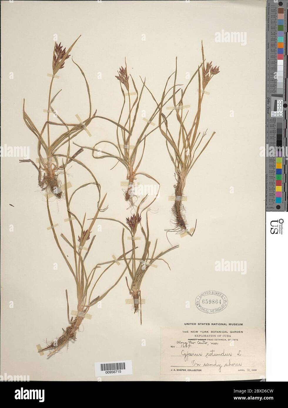 Cyperus rotundus L Cyperus rotundus L Stock Photo - Alamy