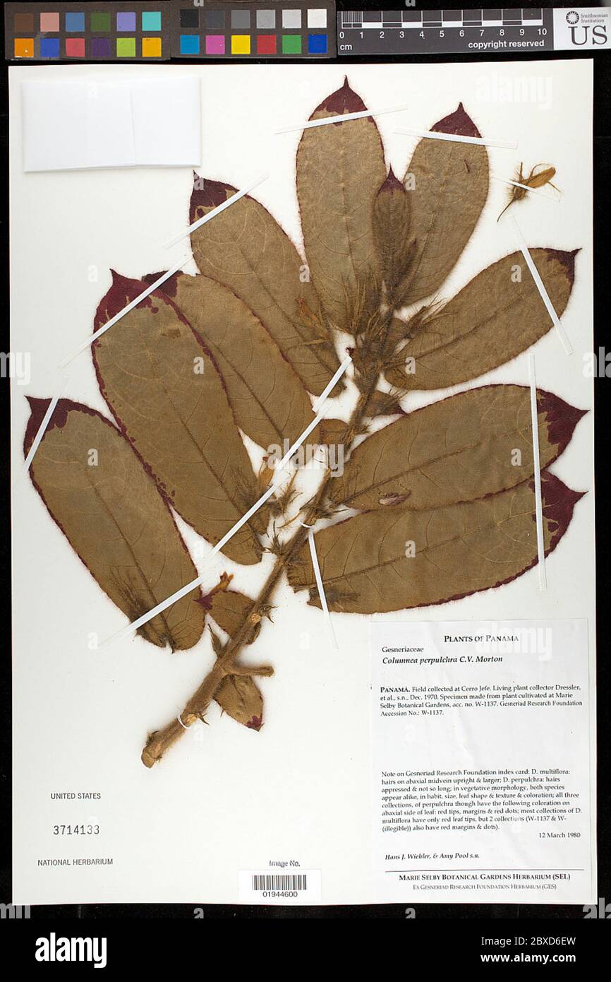 Columnea perpulchra CV Morton Columnea perpulchra CV Morton Stock Photo ...