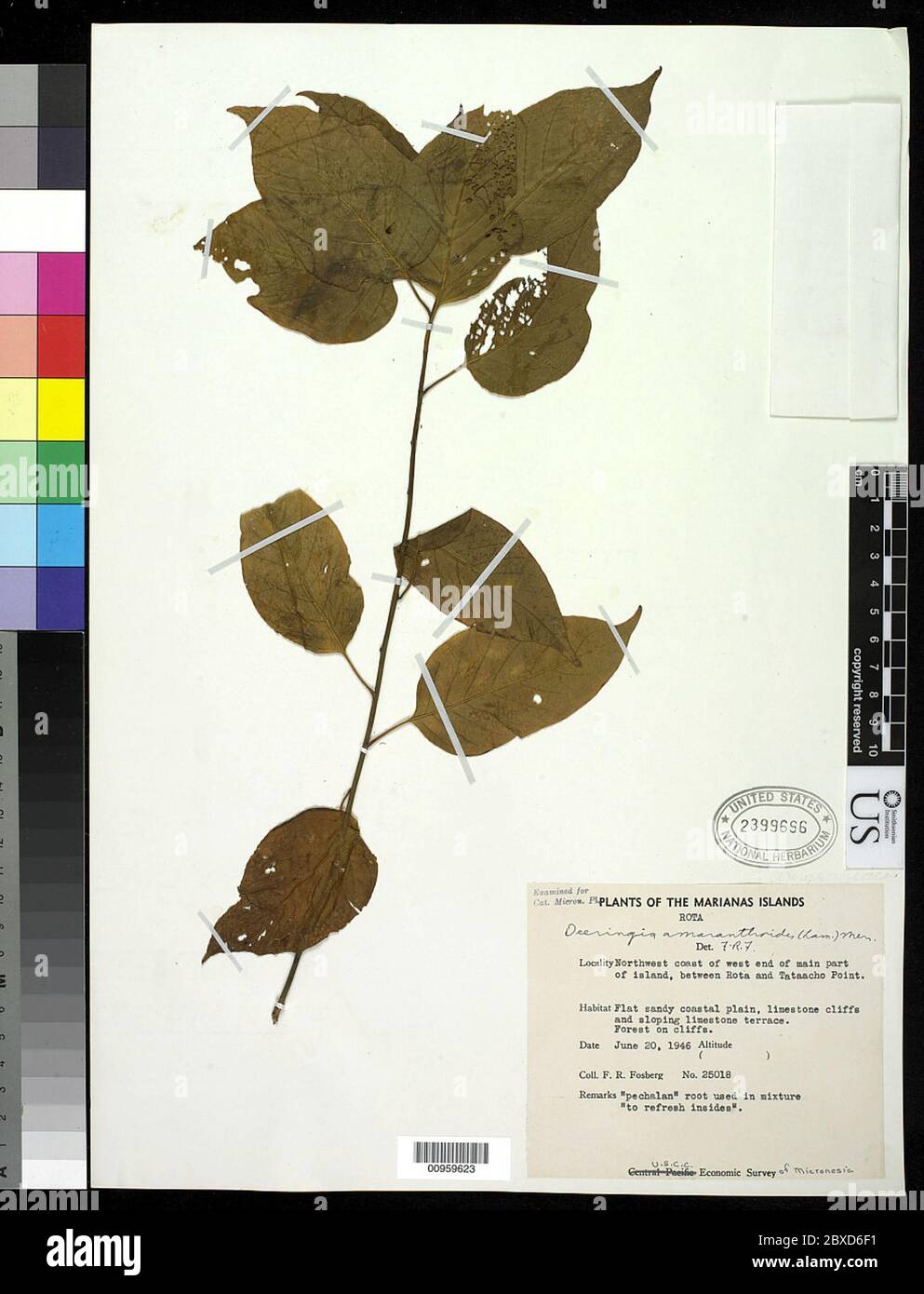 Amaranthoides plant hi-res stock photography and images - Alamy