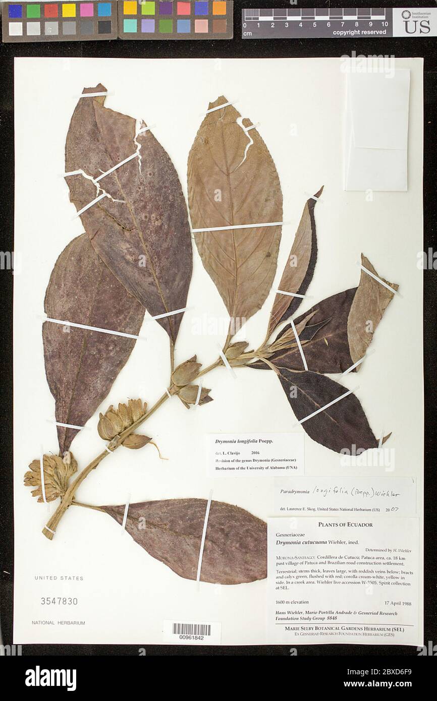 Drymonia longifolia Poepp Drymonia longifolia Poepp Stock Photo - Alamy