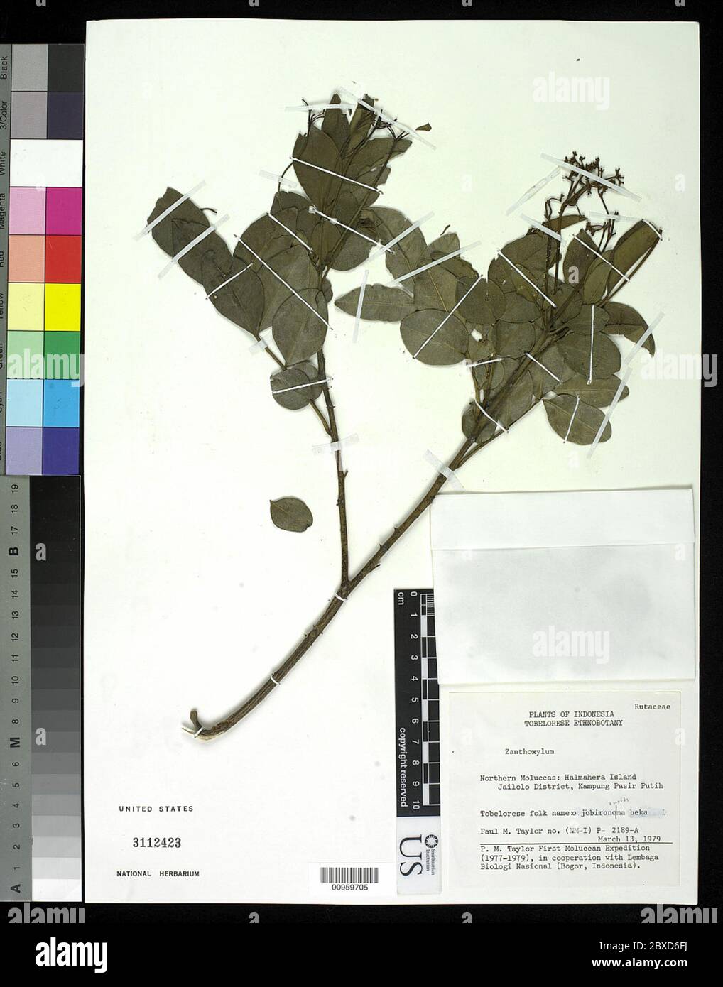 Zanthoxylum zanthoxylum sp hi-res stock photography and images - Alamy