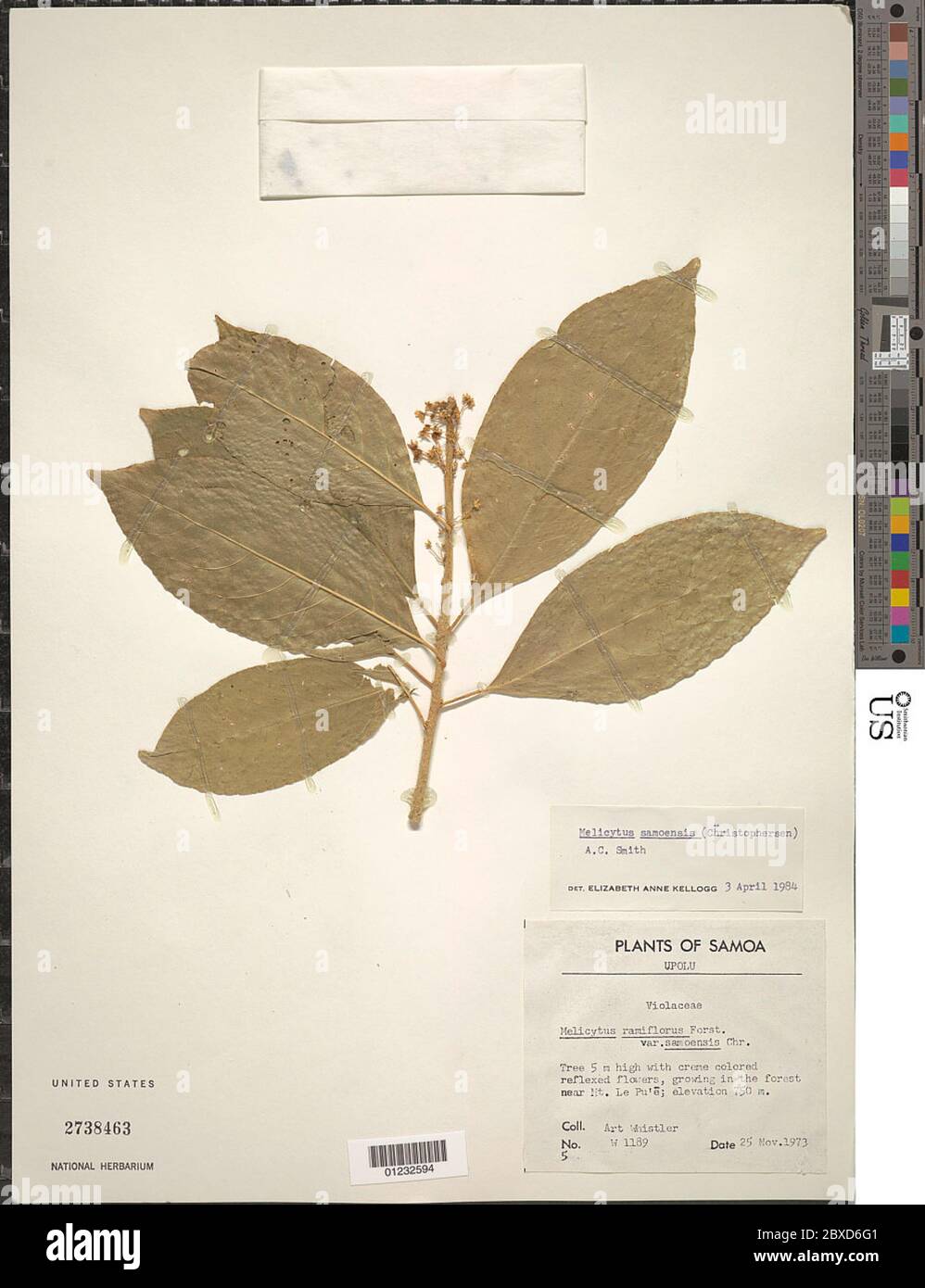 Melicytus samoensis Christoph Melicytus samoensis Christoph Stock Photo ...