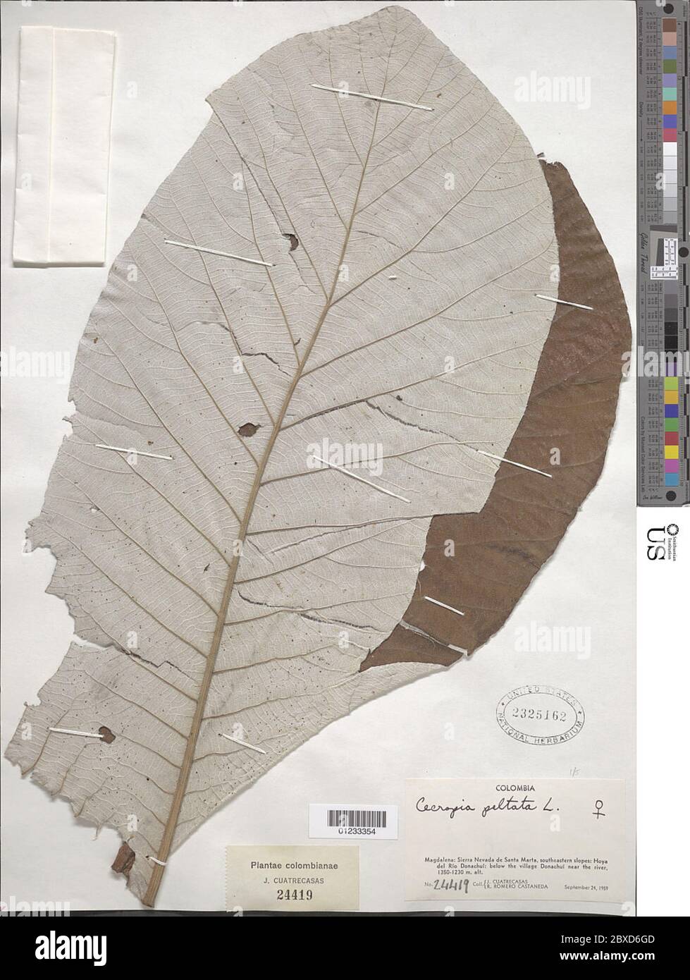 L peltata hi-res stock photography and images - Alamy