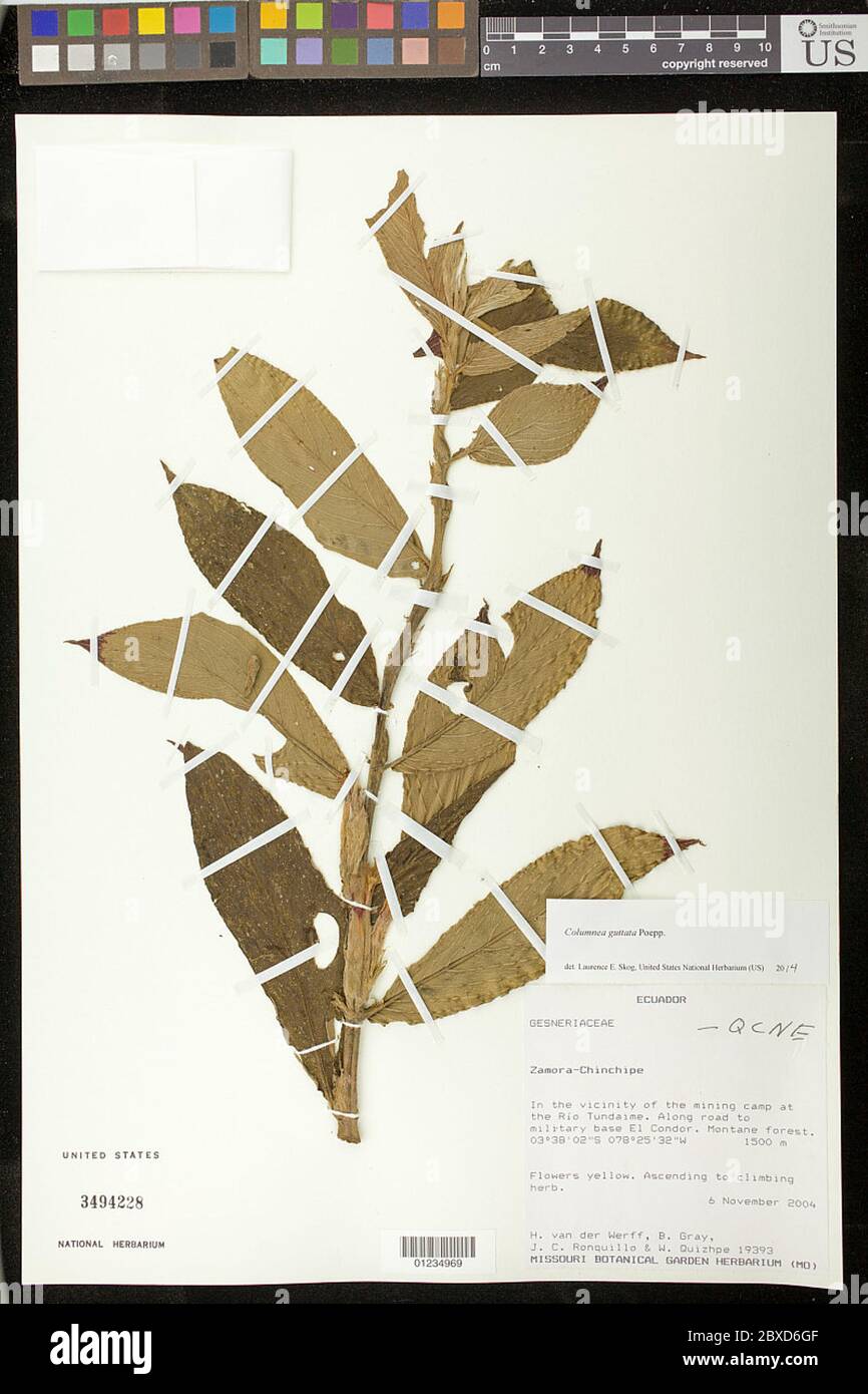 Columnea guttata Poepp Columnea guttata Poepp Stock Photo - Alamy