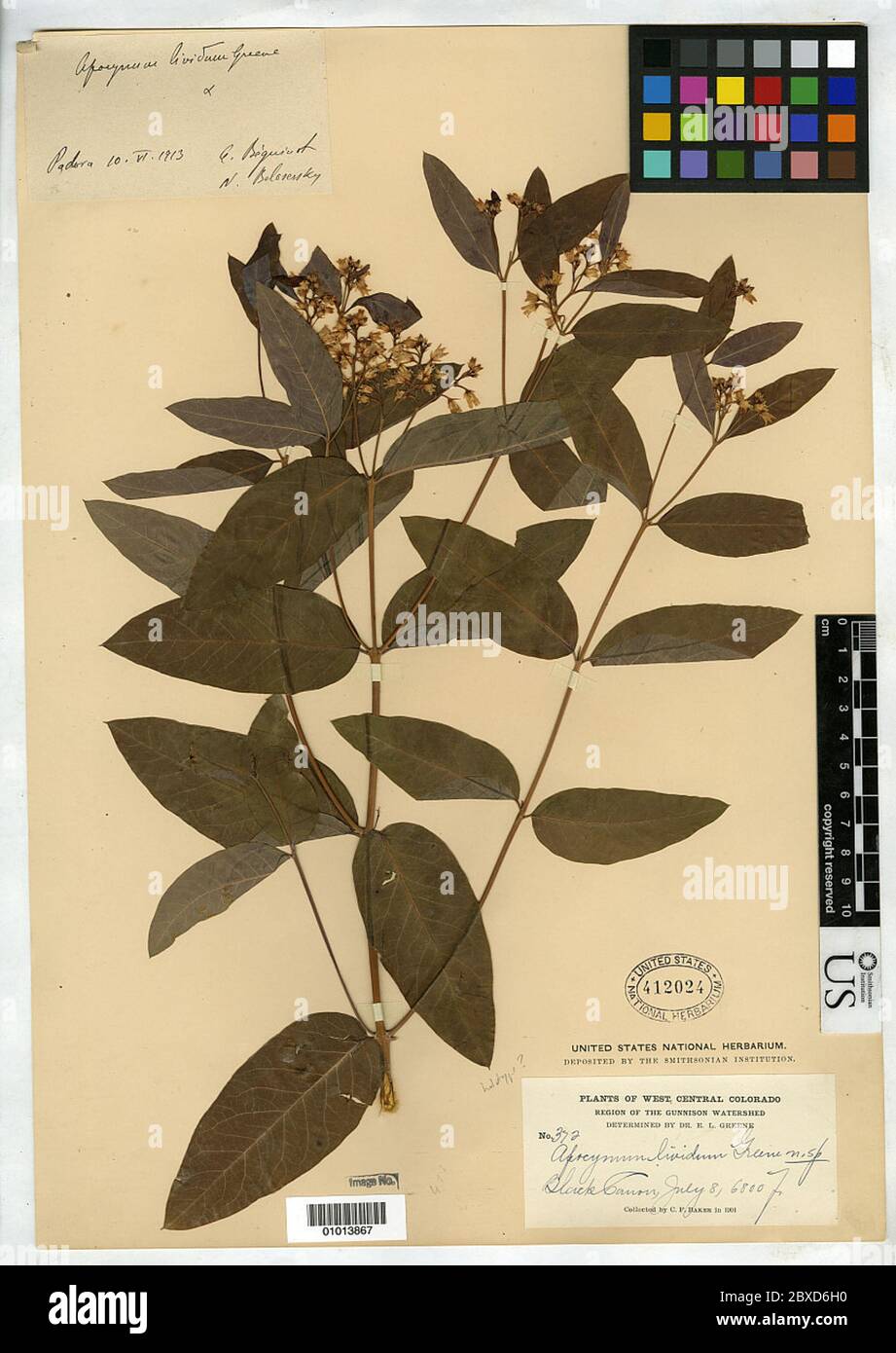 Apocynum species hi-res stock photography and images - Alamy