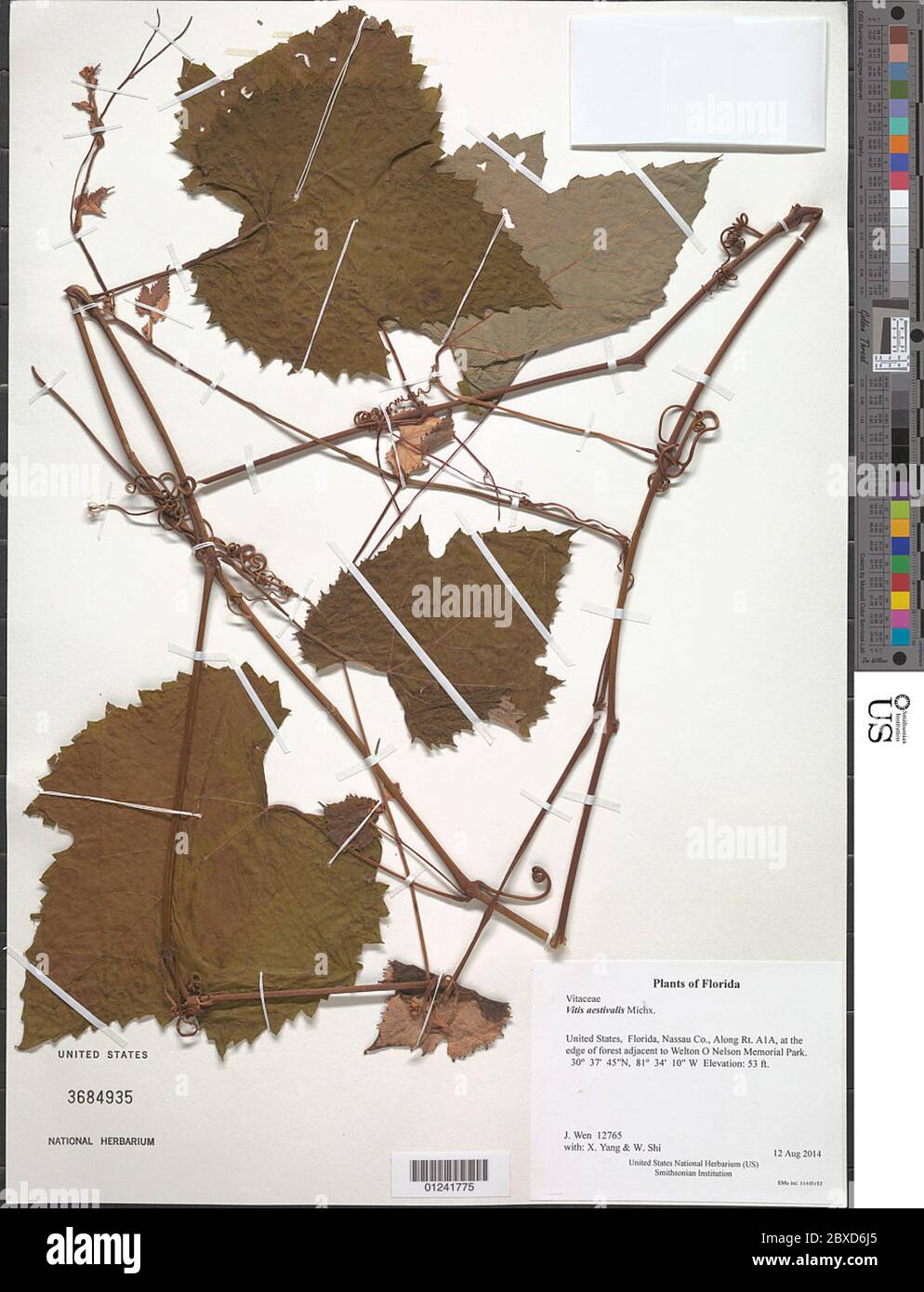 Botany vitis aestivalis hi-res stock photography and images - Alamy