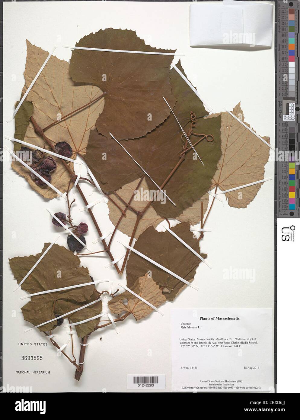 Labrusca hi-res stock photography and images - Alamy