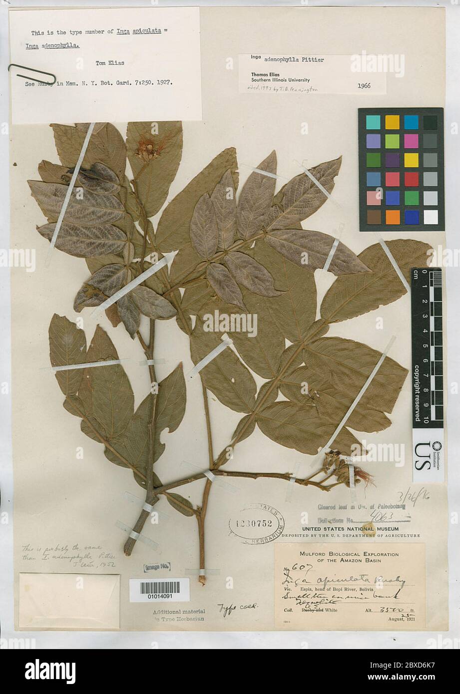 Inga tree hi-res stock photography and images - Alamy