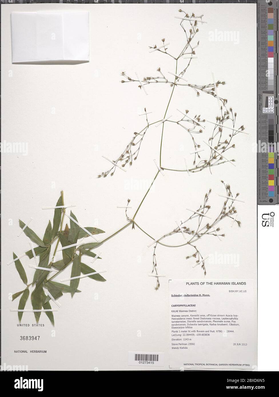 Schiedea hi-res stock photography and images - Alamy