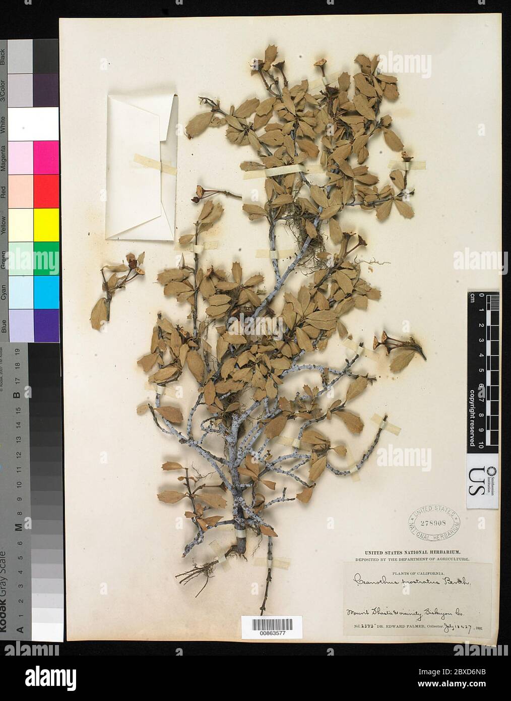 Ceanothus prostratus Benth Ceanothus prostratus Benth Stock Photo - Alamy