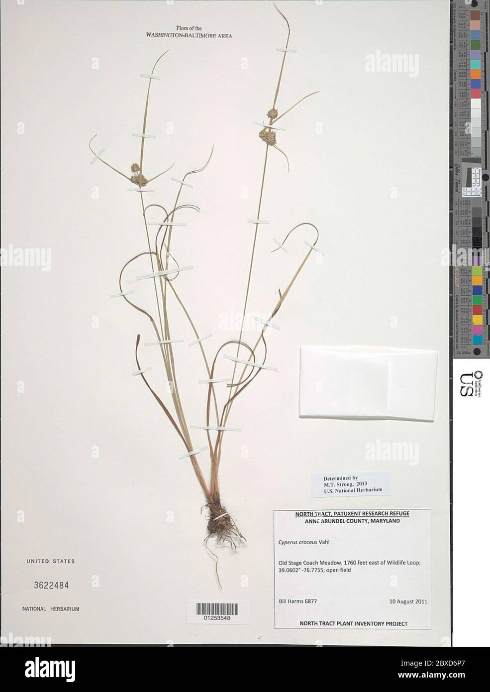 Cyperus croceus Vahl Cyperus croceus Vahl Stock Photo - Alamy