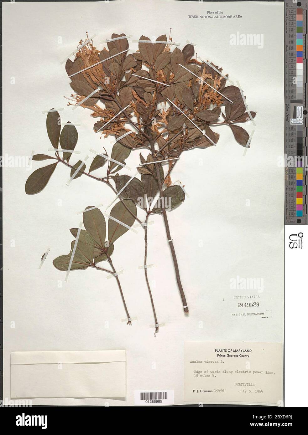 Viscosa azalea hi-res stock photography and images - Alamy