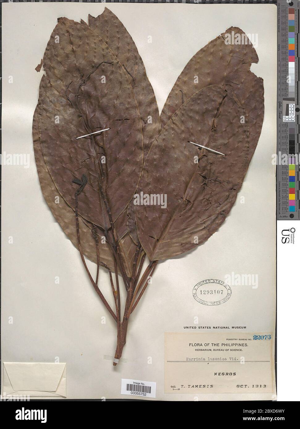 Bhesa paniculata Wall Arn Bhesa paniculata Wall Arn Stock Photo - Alamy