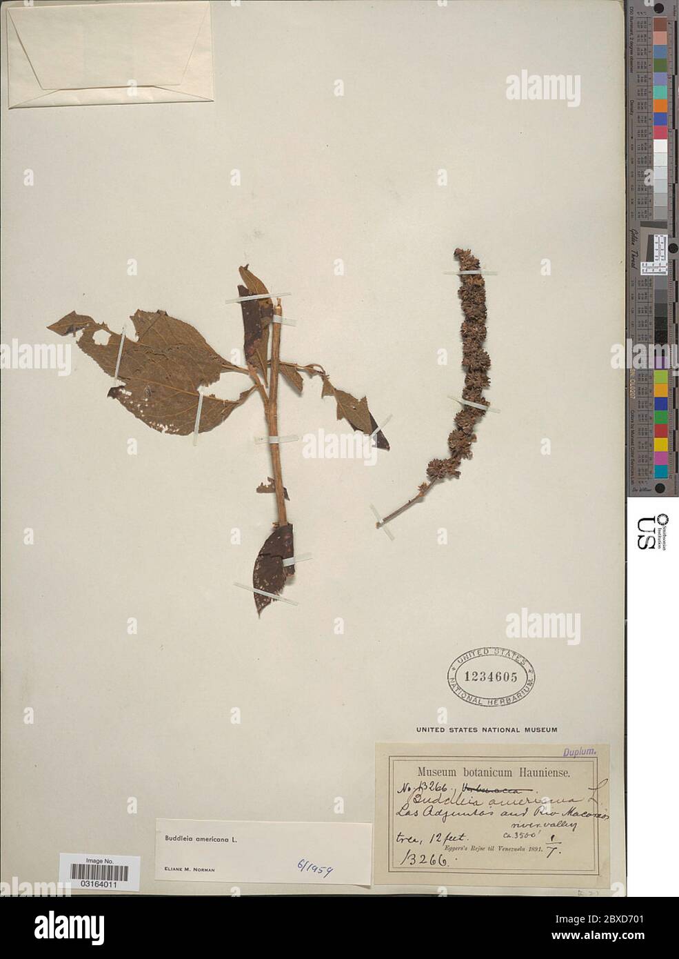 Buddleja americana L Buddleja americana L Stock Photo - Alamy