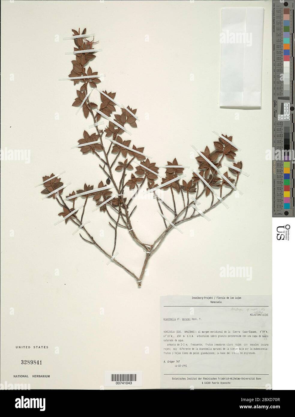 Acanthella hi-res stock photography and images - Alamy