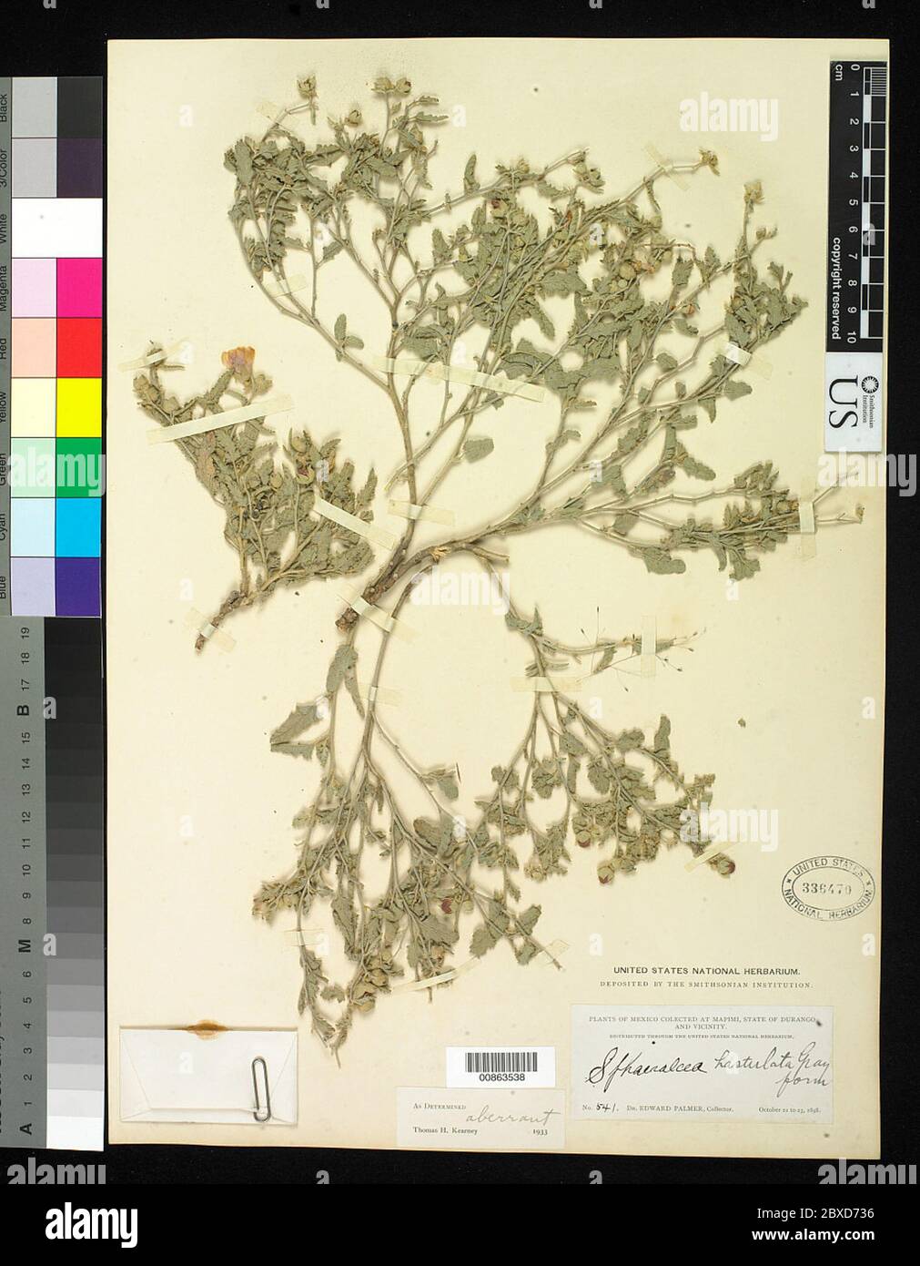 Sphaeralcea hastulata hi-res stock photography and images - Alamy