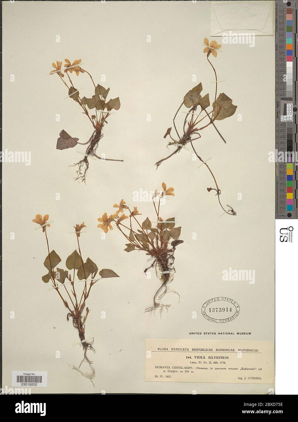 Viola sylvestris Lam Viola sylvestris Lam Stock Photo - Alamy
