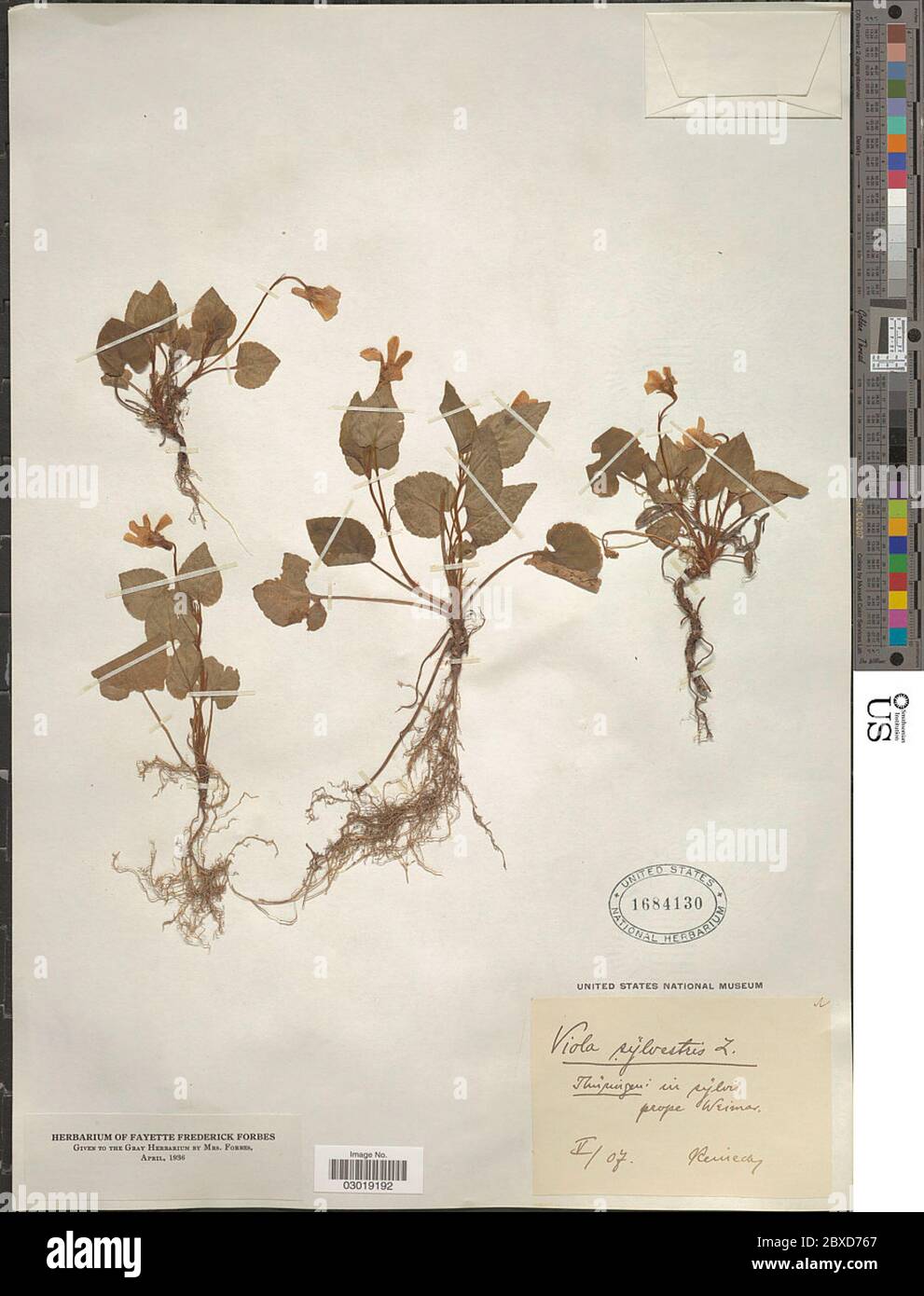 Viola sylvestris Lam Viola sylvestris Lam Stock Photo - Alamy