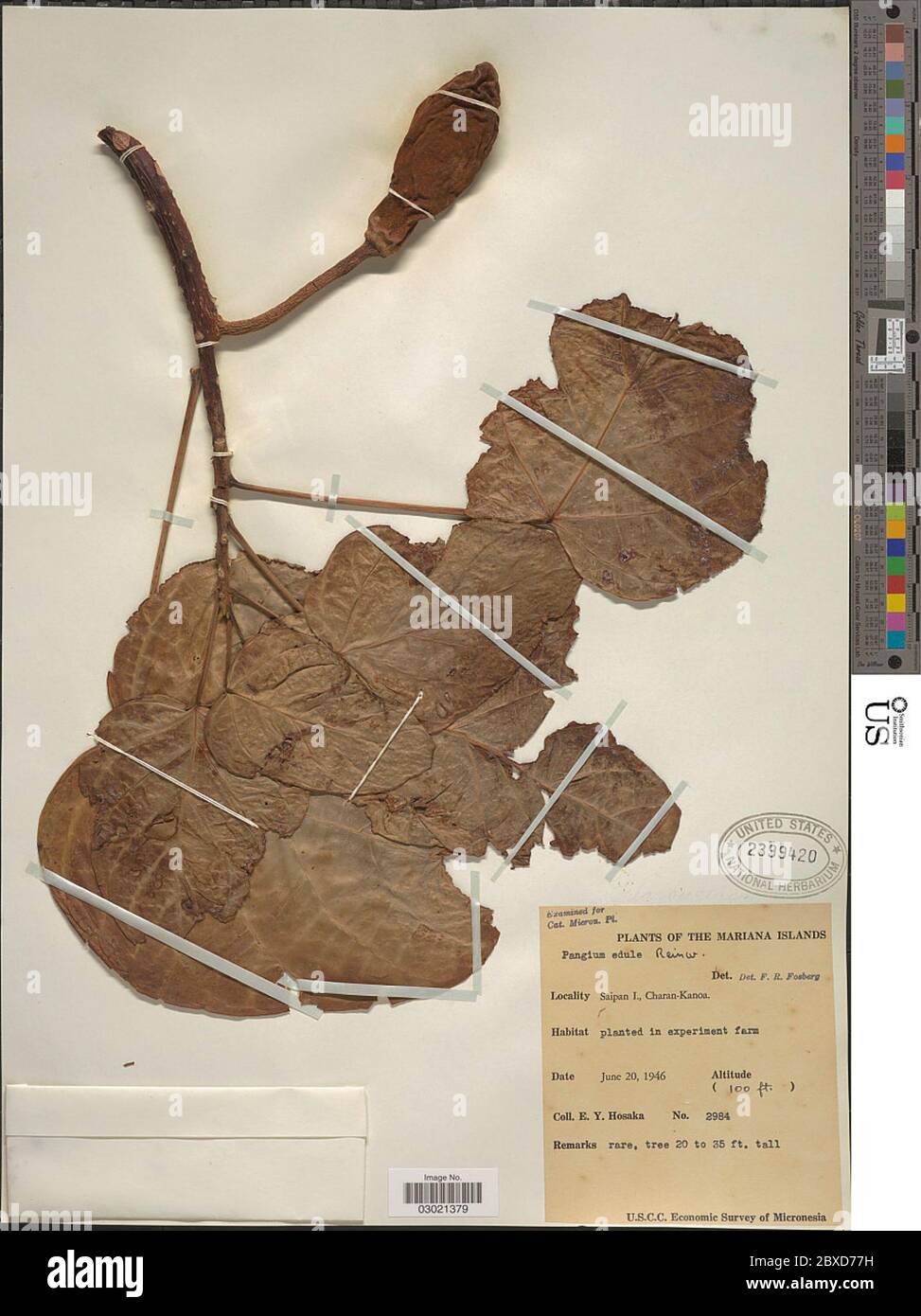 Pangium hi-res stock photography and images - Alamy