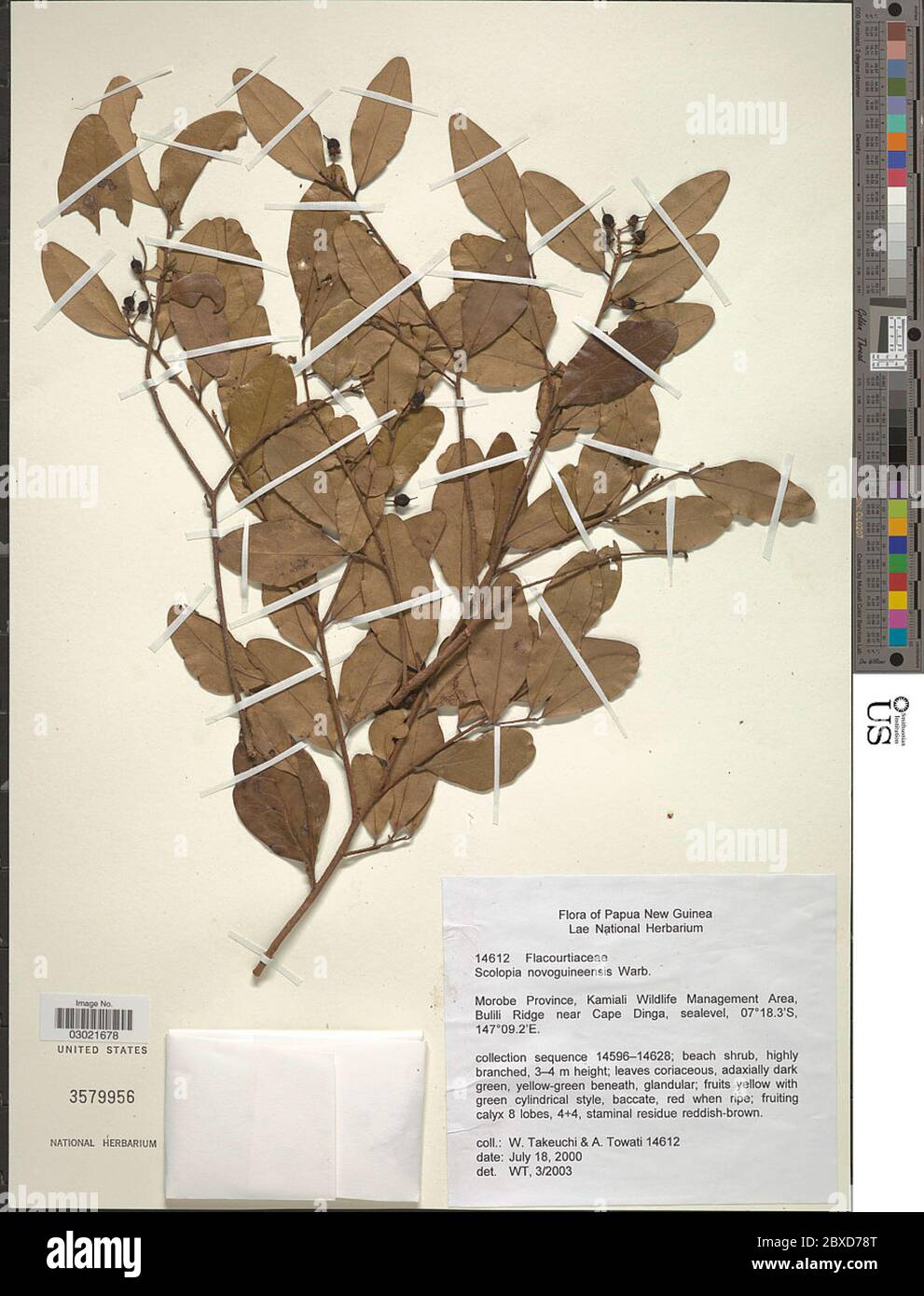 Scolopia hi-res stock photography and images - Alamy