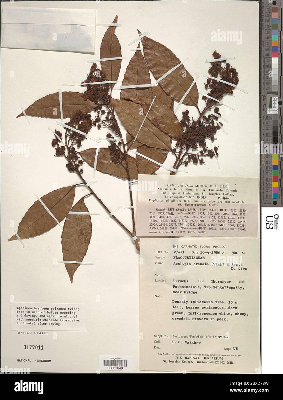 Scolopia hi-res stock photography and images - Alamy