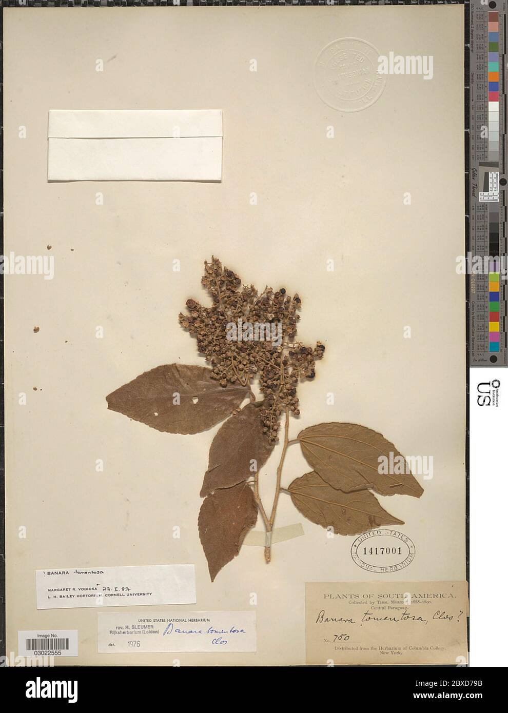 Banara tomentosa Banara tomentosa Stock Photo - Alamy