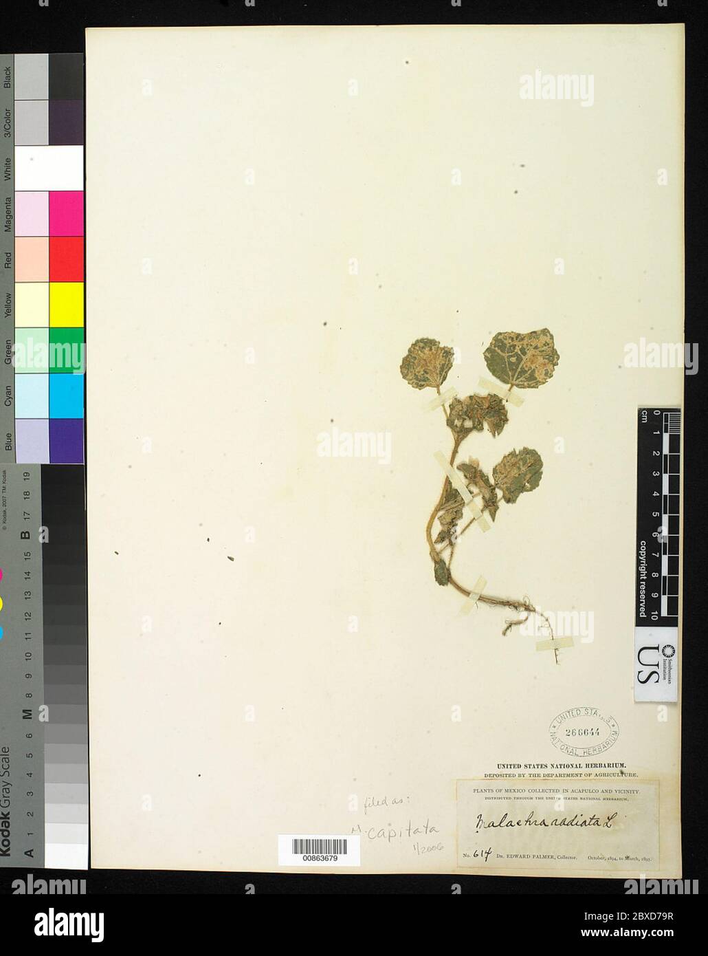 Malachra capitata L L Malachra capitata L L Stock Photo - Alamy