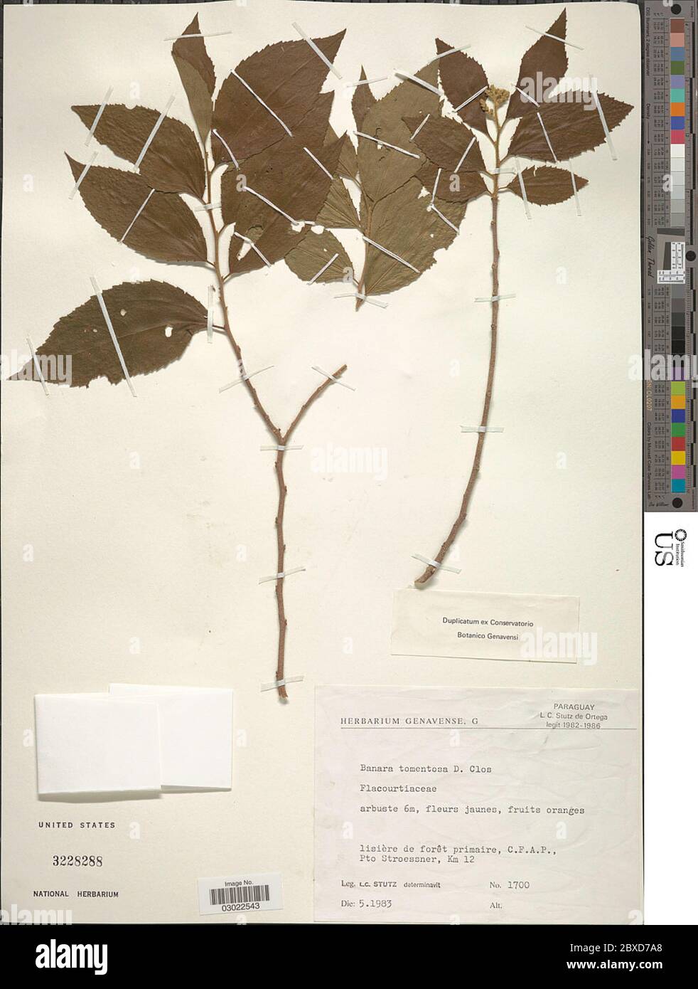 Banara tomentosa Banara tomentosa Stock Photo - Alamy