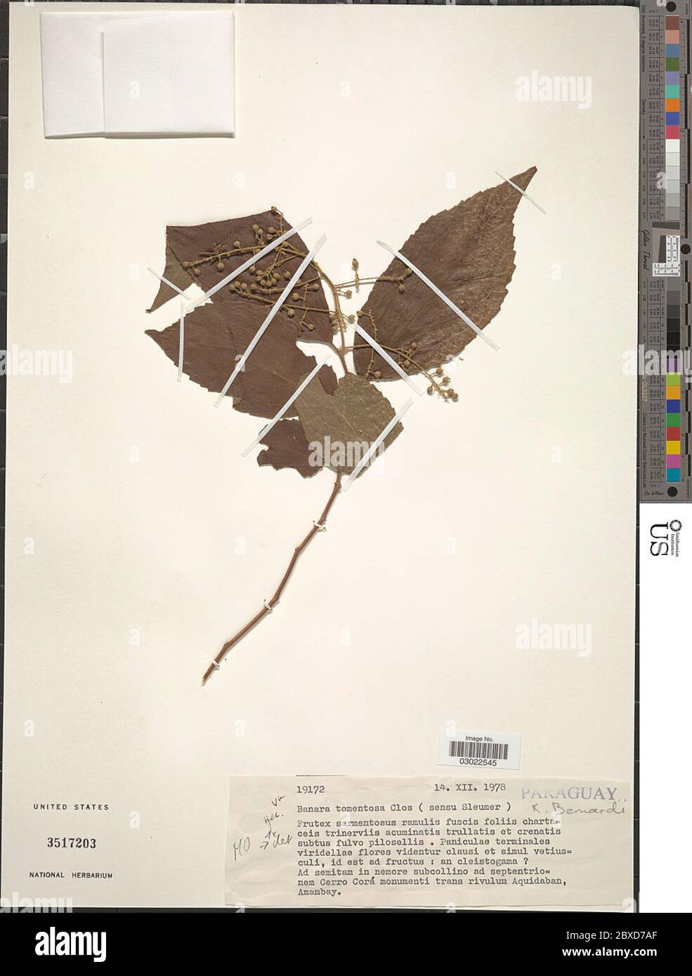 Banara tomentosa Banara tomentosa Stock Photo - Alamy