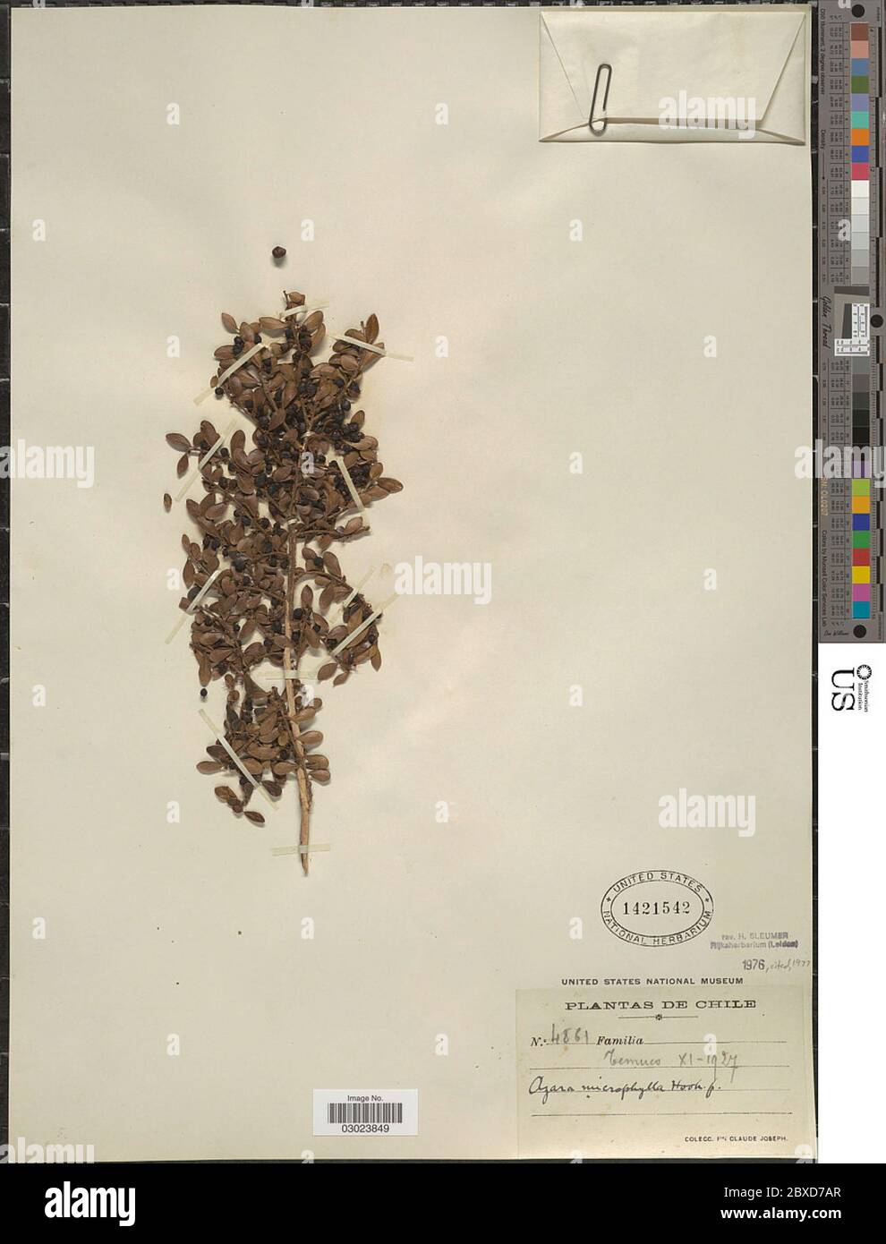 Azara microphylla Azara microphylla Stock Photo - Alamy